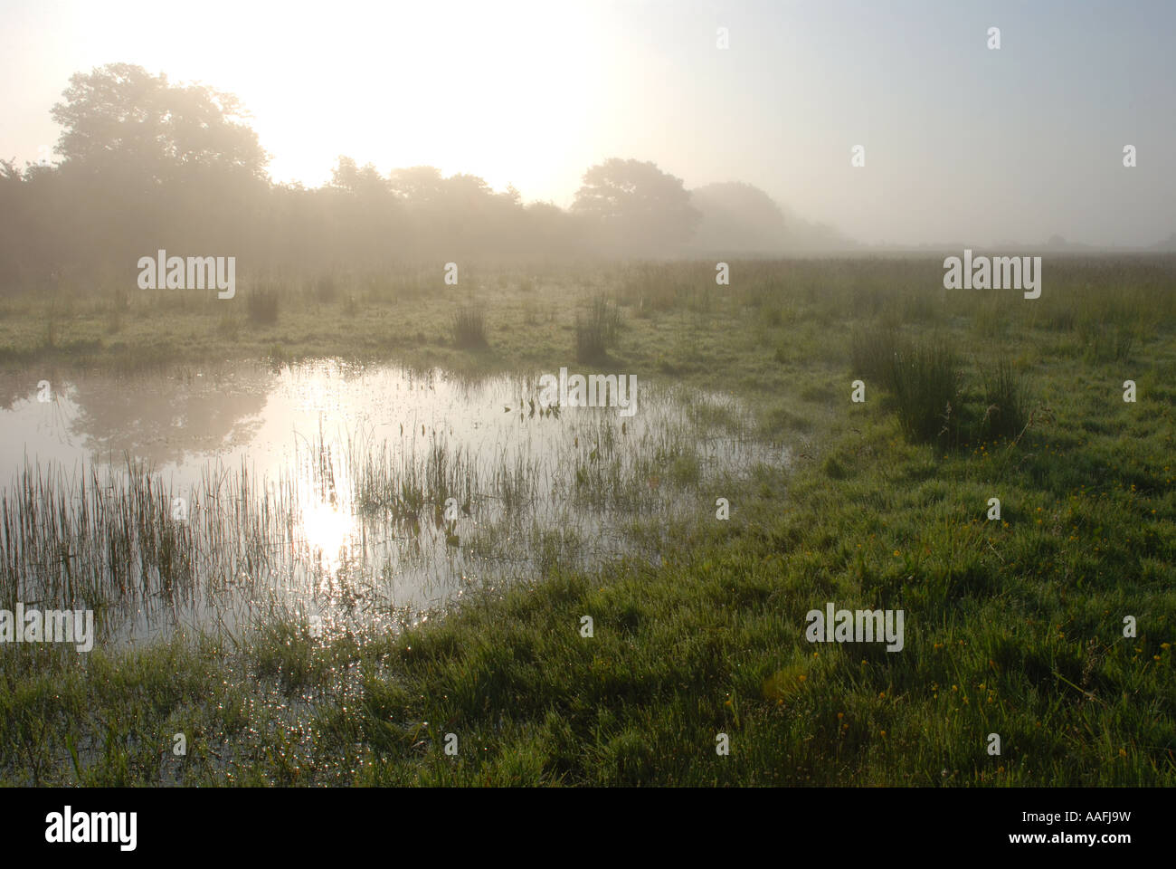 Otmoor Nature Reserve, misty at dawn, Oxfordshire, England, UK Stock ...