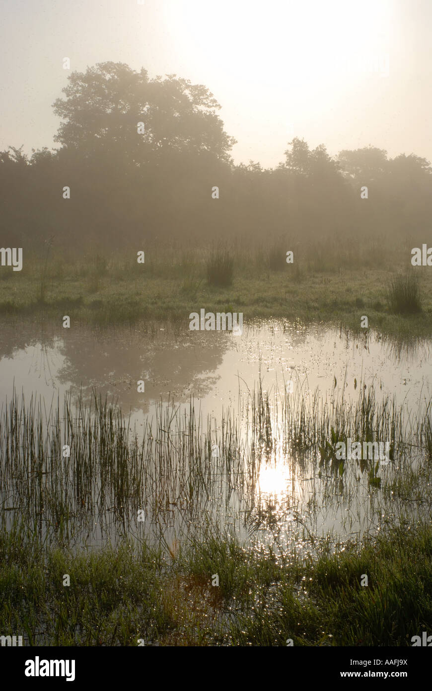 Otmoor Nature Reserve, misty at dawn, Oxfordshire, England, UK Stock ...