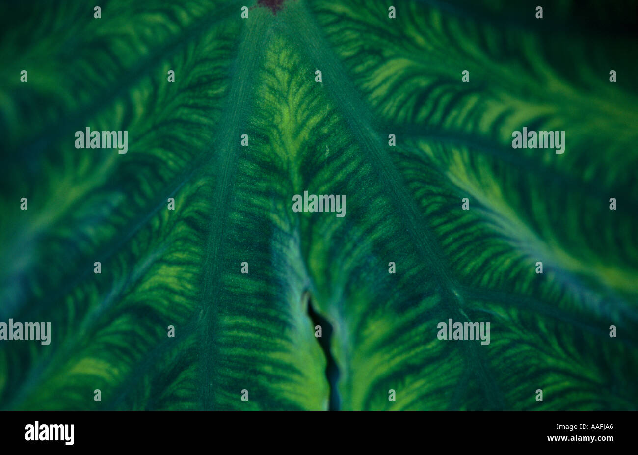 Large green leaf detail Stock Photo - Alamy
