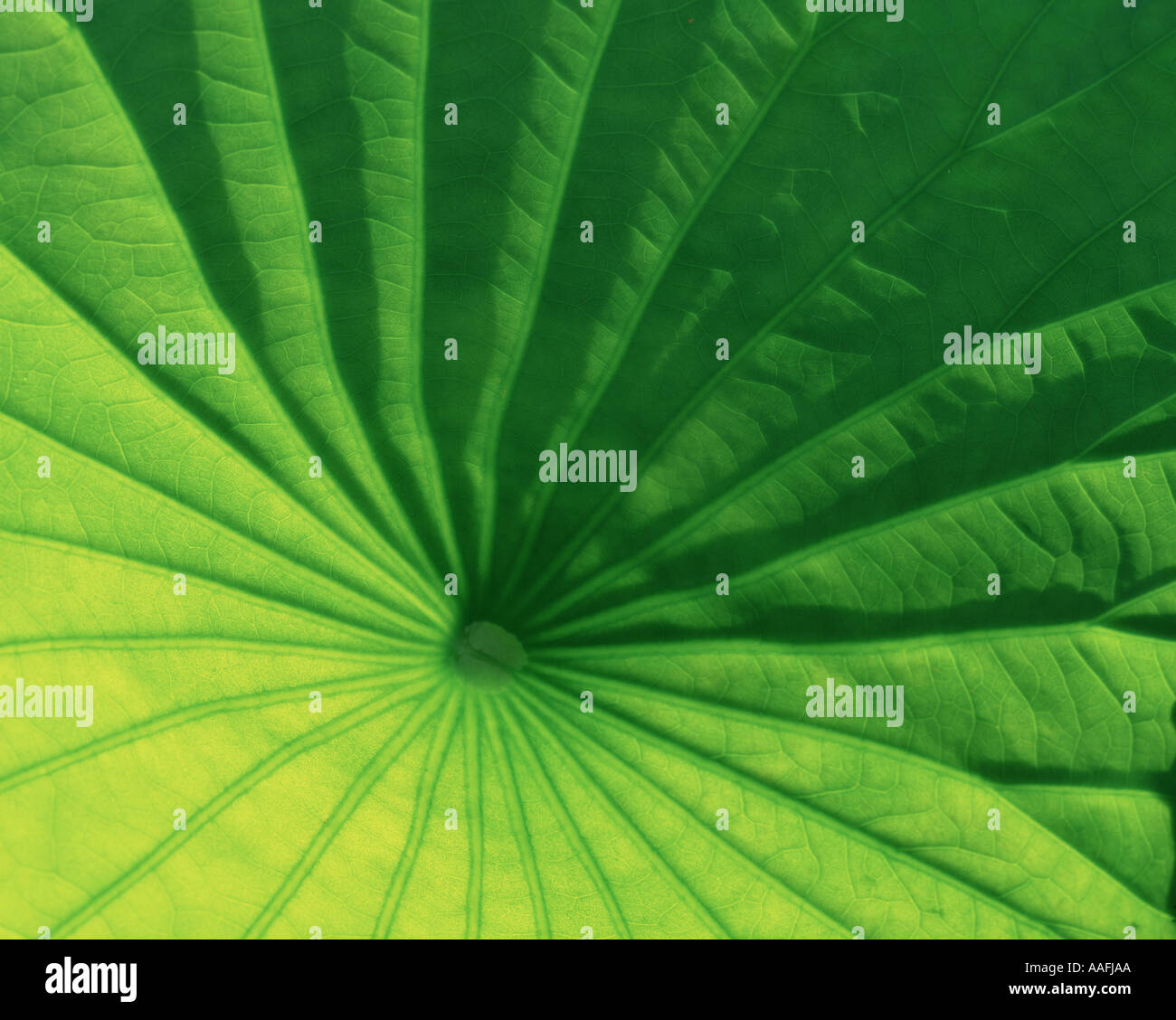 Leaf ridges hi-res stock photography and images - Alamy