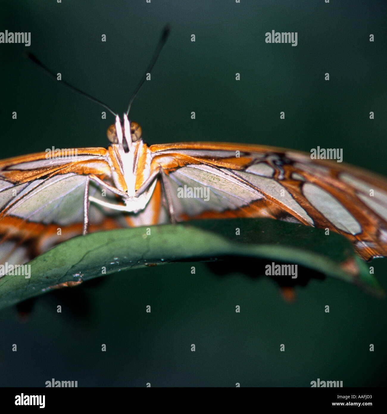 Butterfly resting under leaf hi-res stock photography and images - Alamy