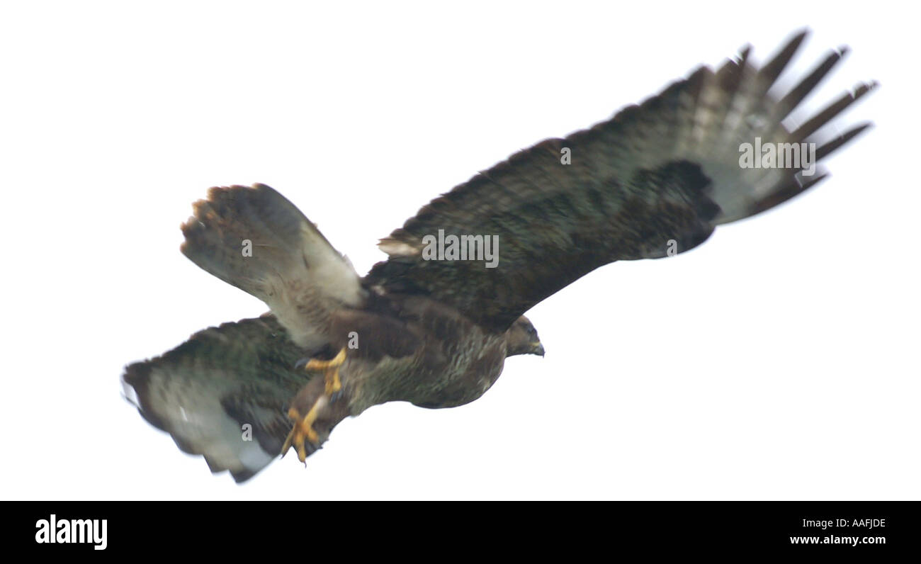 British buzzard Cut Out Stock Images & Pictures - Alamy