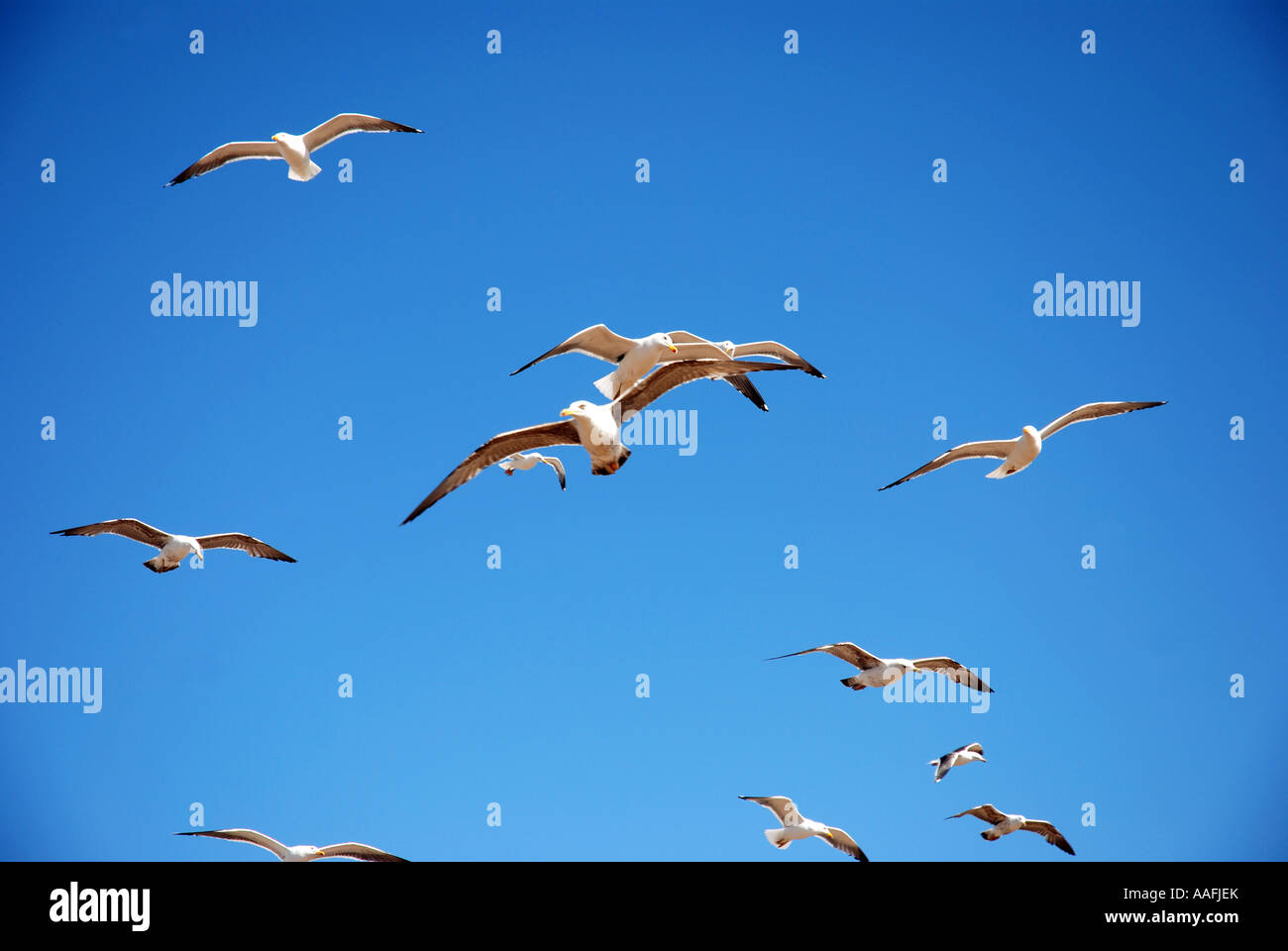 Herring gulls flying Stock Photo - Alamy