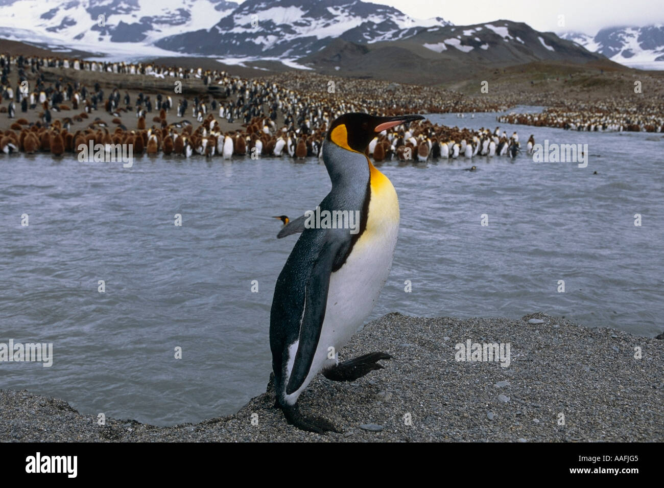 Closeup of King Penguin colony along River South Georgia Island ...