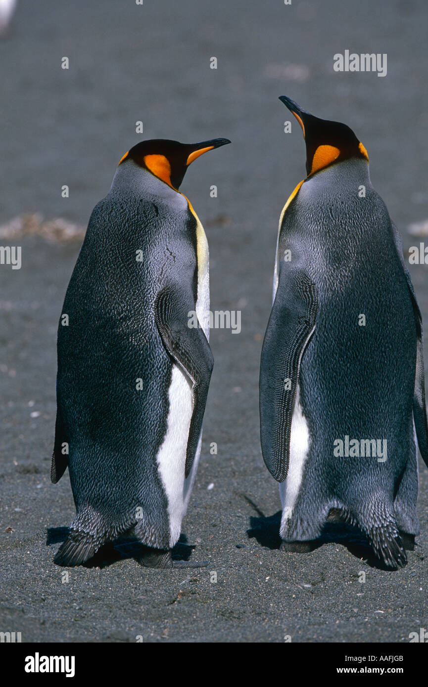 Closeup of a pair of King Penguins interacting together South Georgia ...