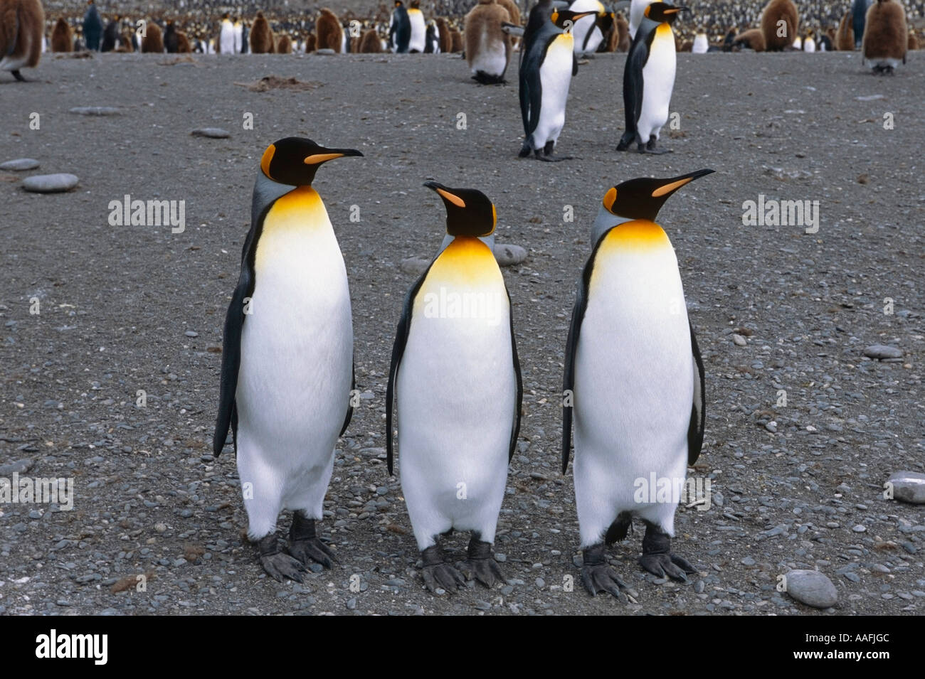 Closeup of a pair of King Penguins interacting together South Georgia ...