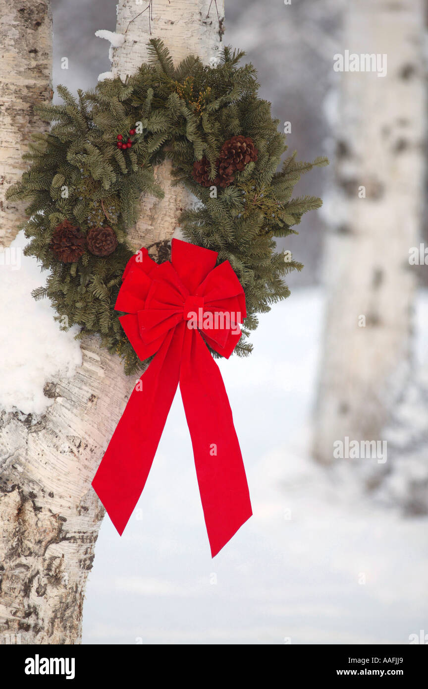 Holiday Wreath w/red ribbon hanging on birch tree Mat-Su Valley ...