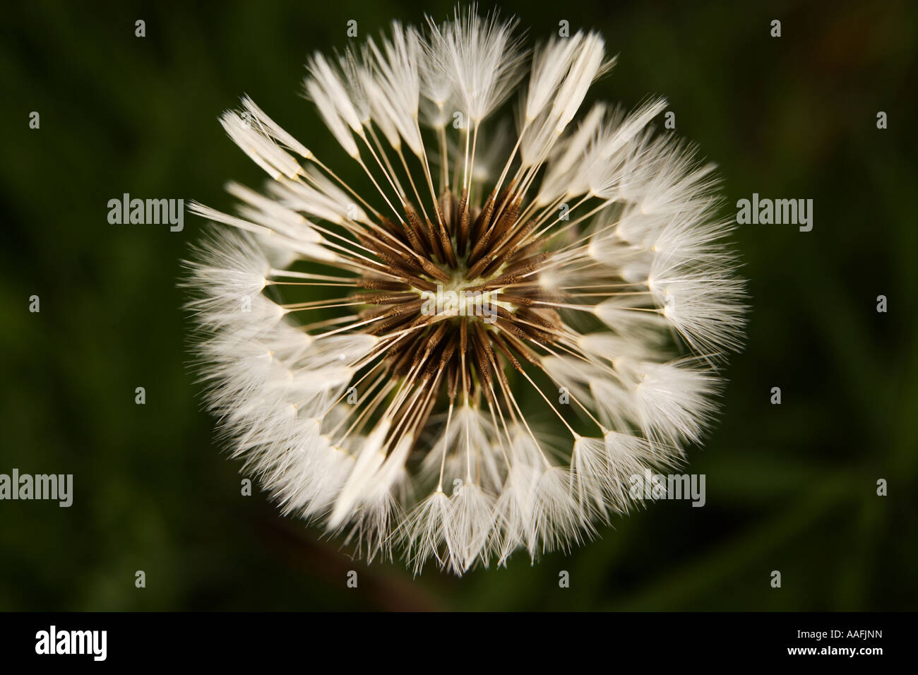 Dandelion Seed Head Stock Photo - Alamy