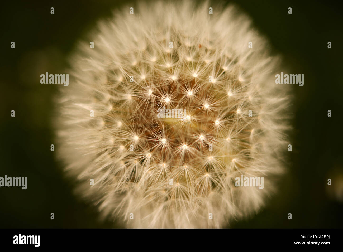 Dandelion Seed Head Stock Photo - Alamy