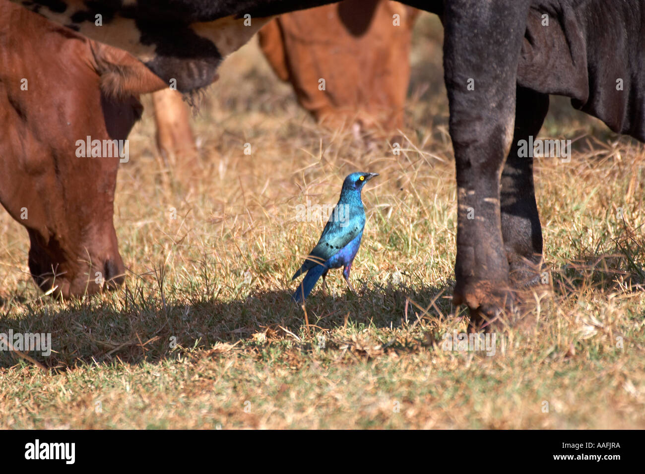 Blue eared glossy starling amongst cattle or cows feet near Kuch ...