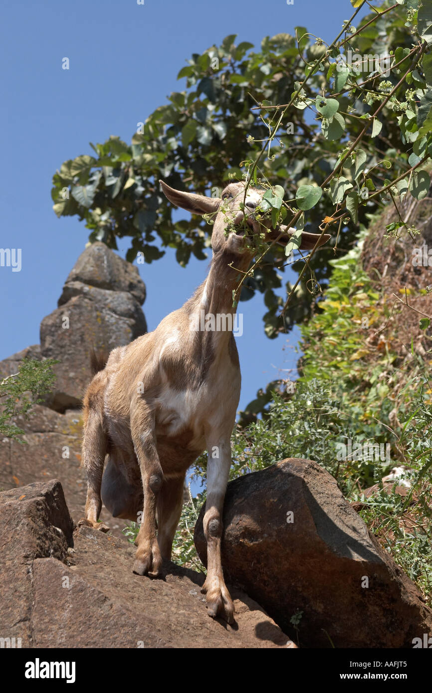 Goat eating and stretching to eat plant food on escarpment of Fetan ...