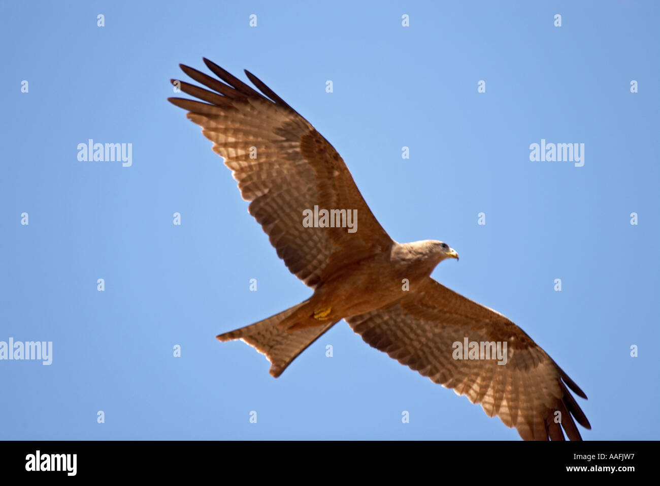 Black kite bird flying from below with wings spread near Bure Bridge ...