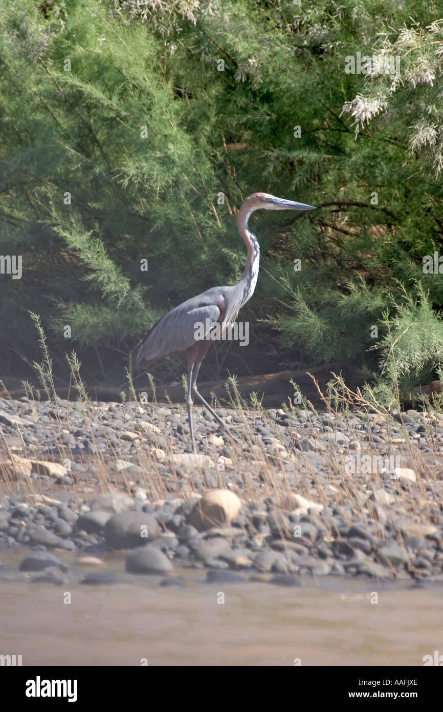 Goliath heron standing on the Blue Nile river bank pebbles Stock Photo ...