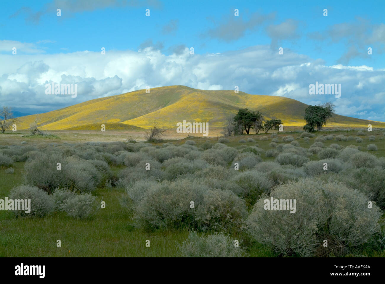 Country Scene in California Stock Photo - Alamy