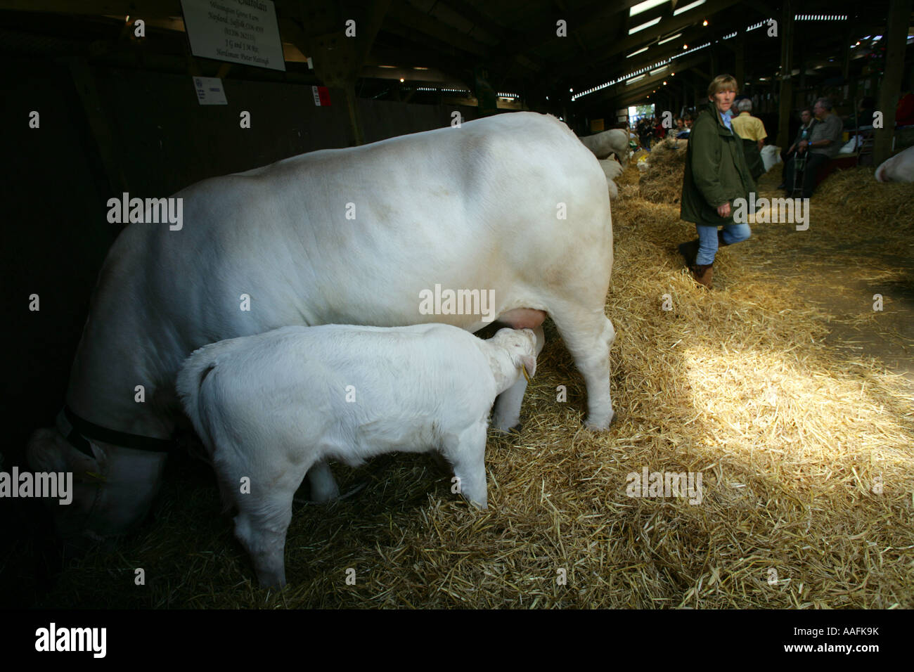 Prize cow hi-res stock photography and images - Alamy