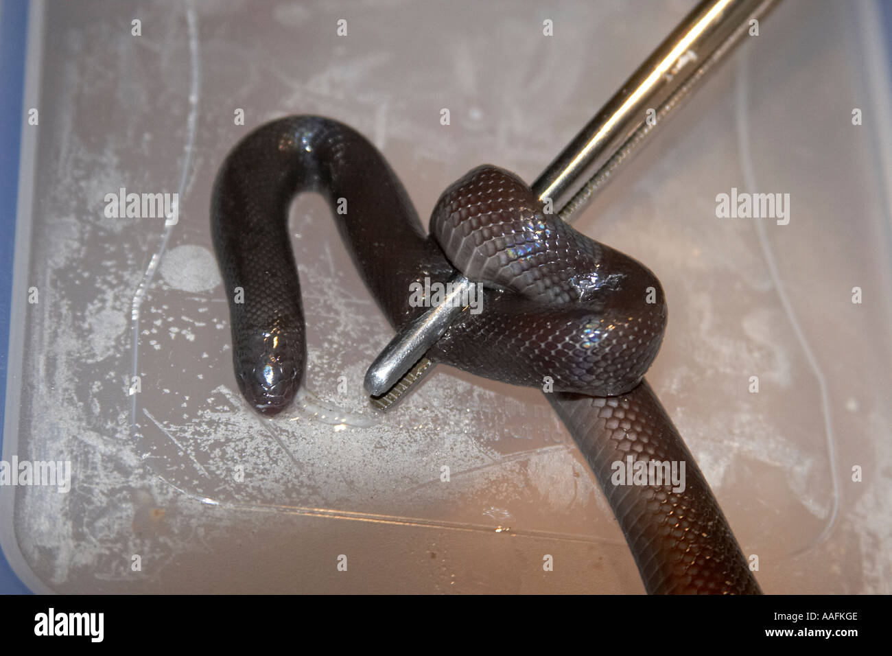 Burrowing asp hi-res stock photography and images - Alamy