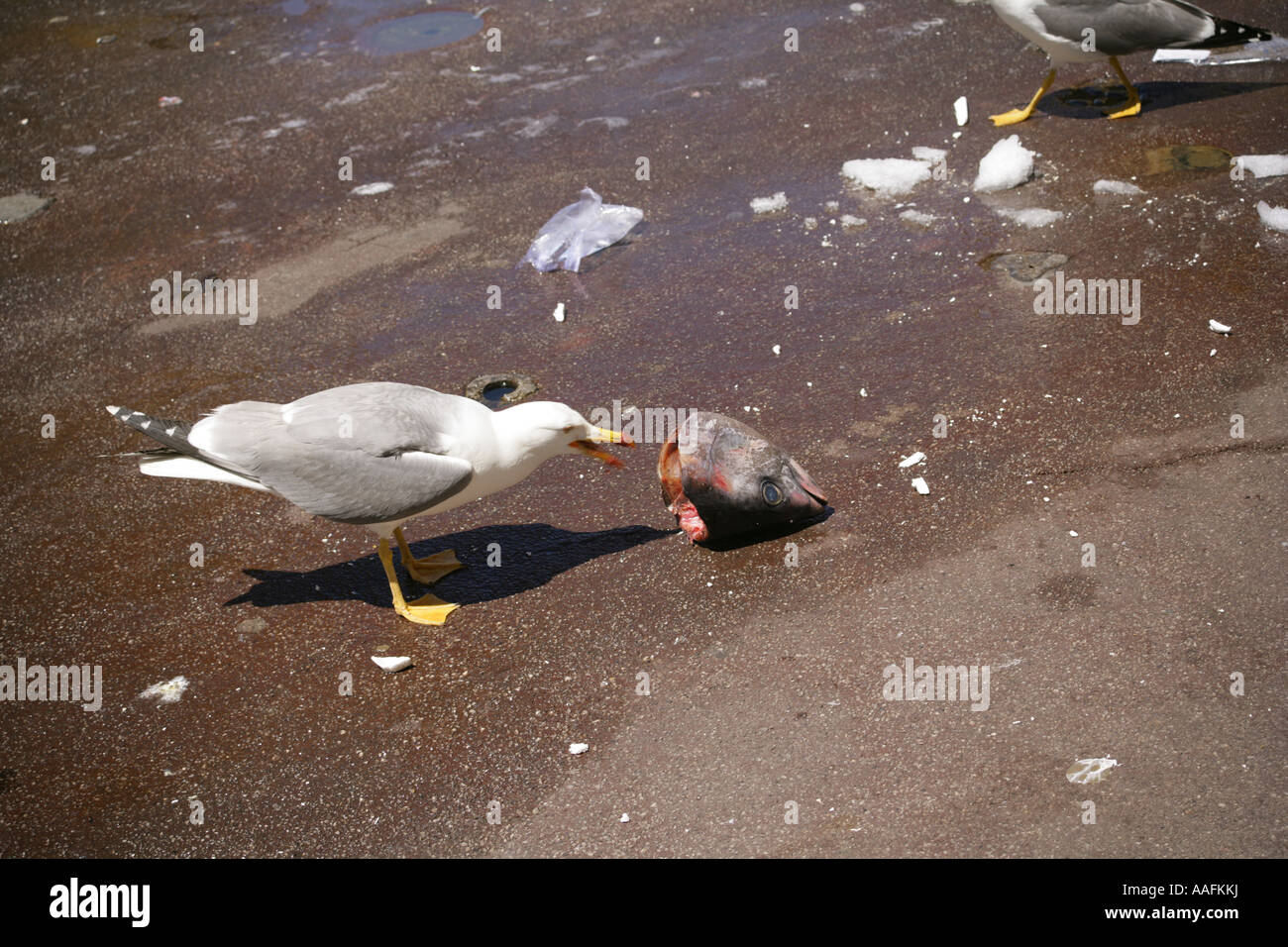 Seagull scavenging on a fish head outside fish merchant's stall at ...