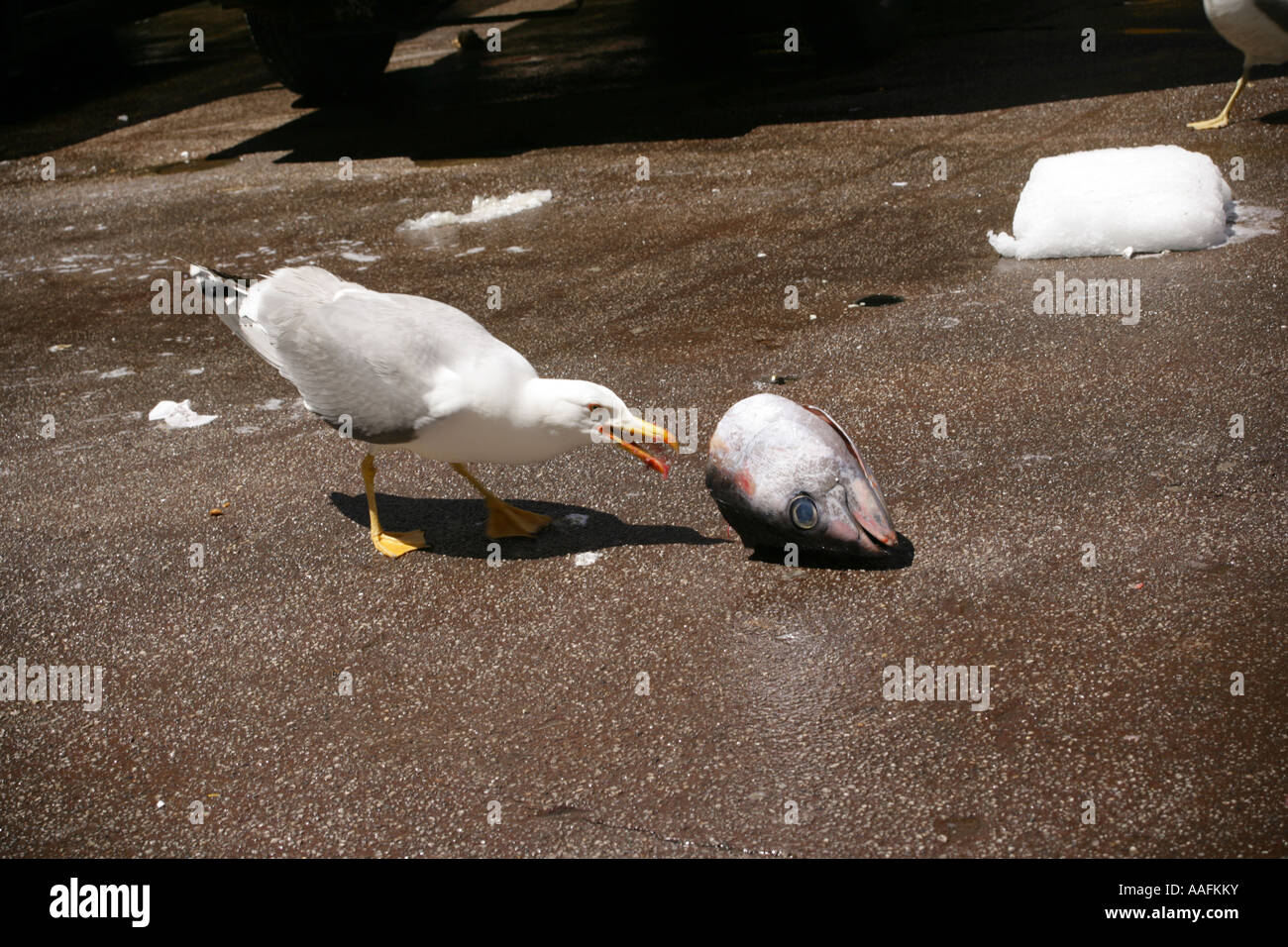 Seagull scavenging on a fish head outside fish merchant's stall at ...