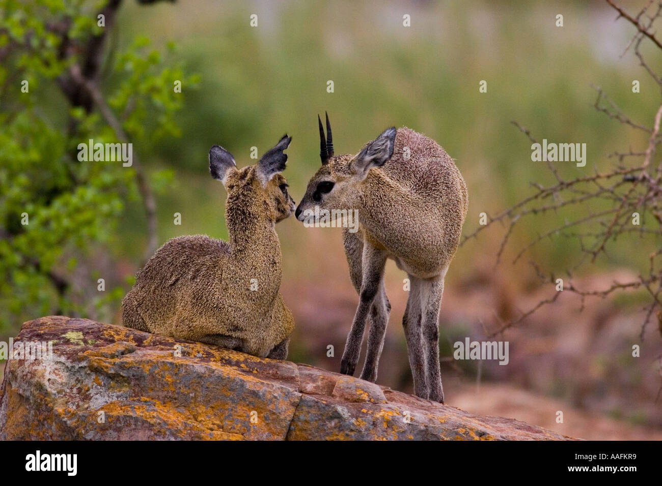 Klipspringer jump hi-res stock photography and images - Alamy