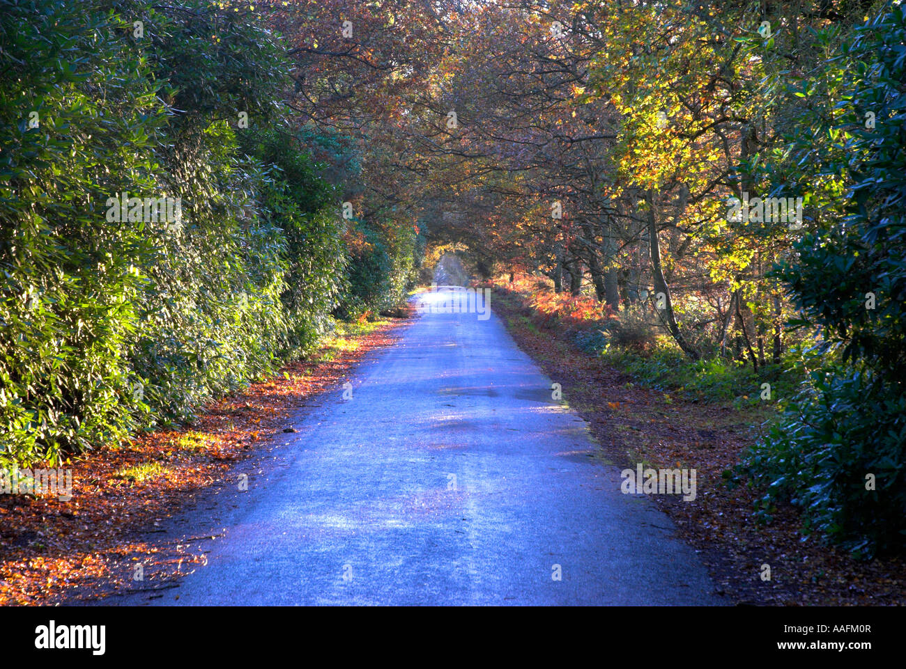 Road tree lined avenue hi-res stock photography and images - Alamy
