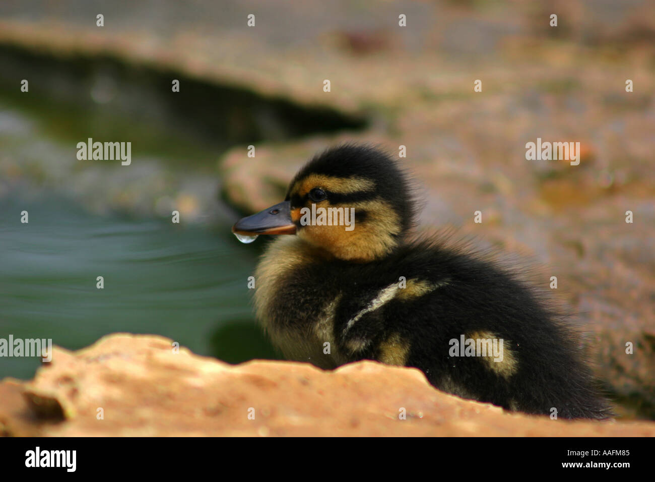 Duckling on the Rocks Stock Photo - Alamy