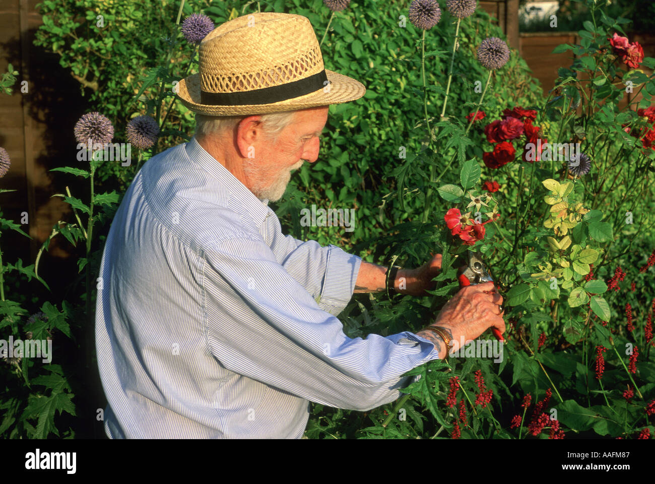 elderly man gardening Stock Photo - Alamy