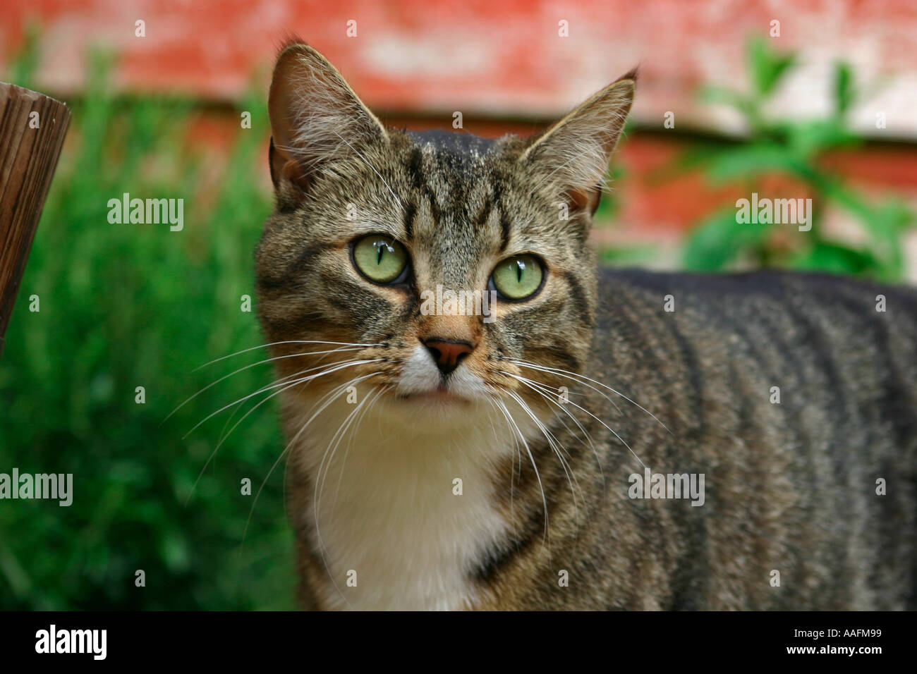 Profile of Tabby Cat Stock Photo - Alamy