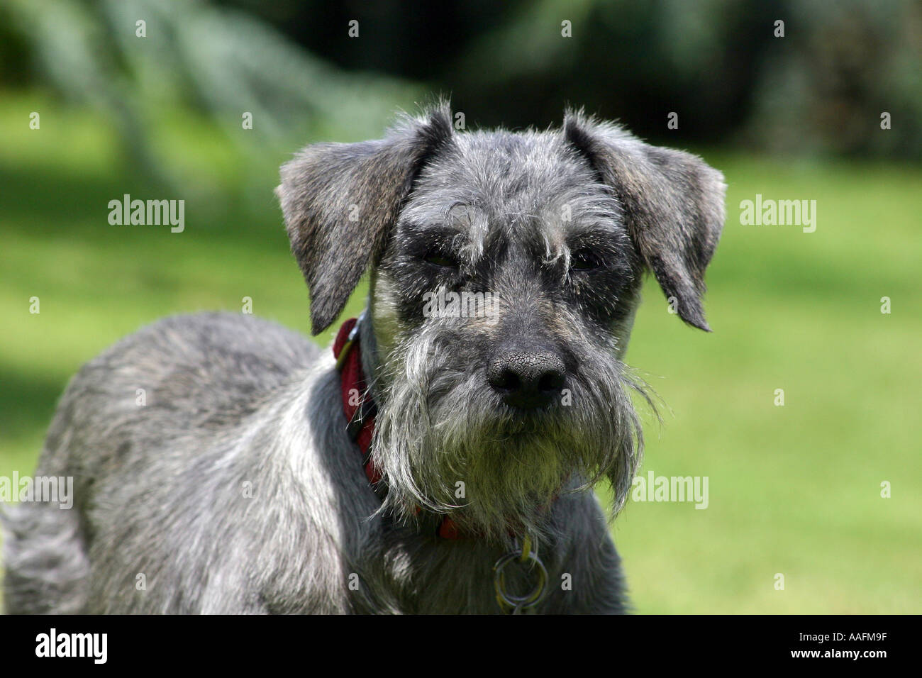 Schnauzer s Face Stock Photo - Alamy
