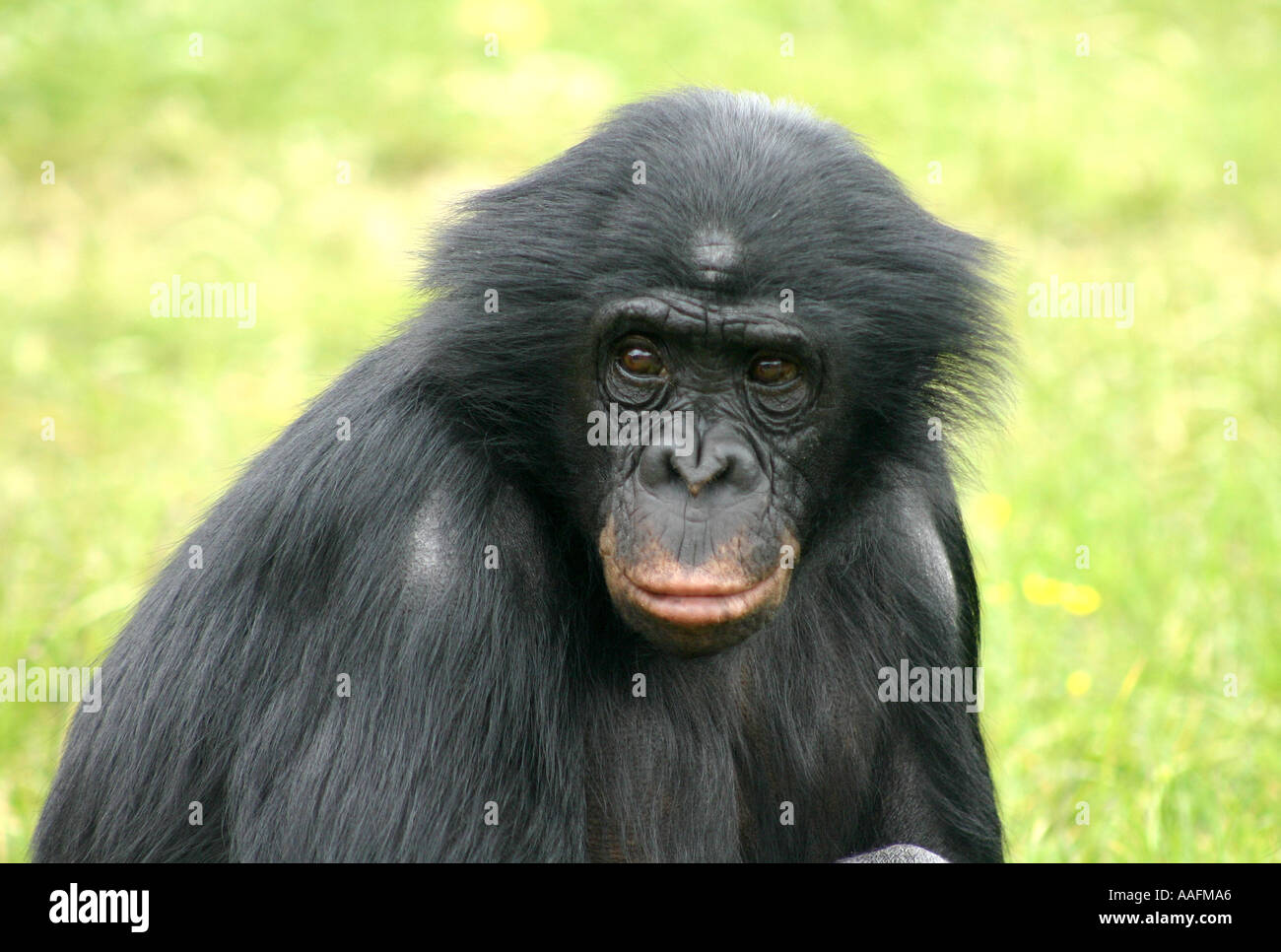 Human and chimp face to face hi-res stock photography and images - Alamy