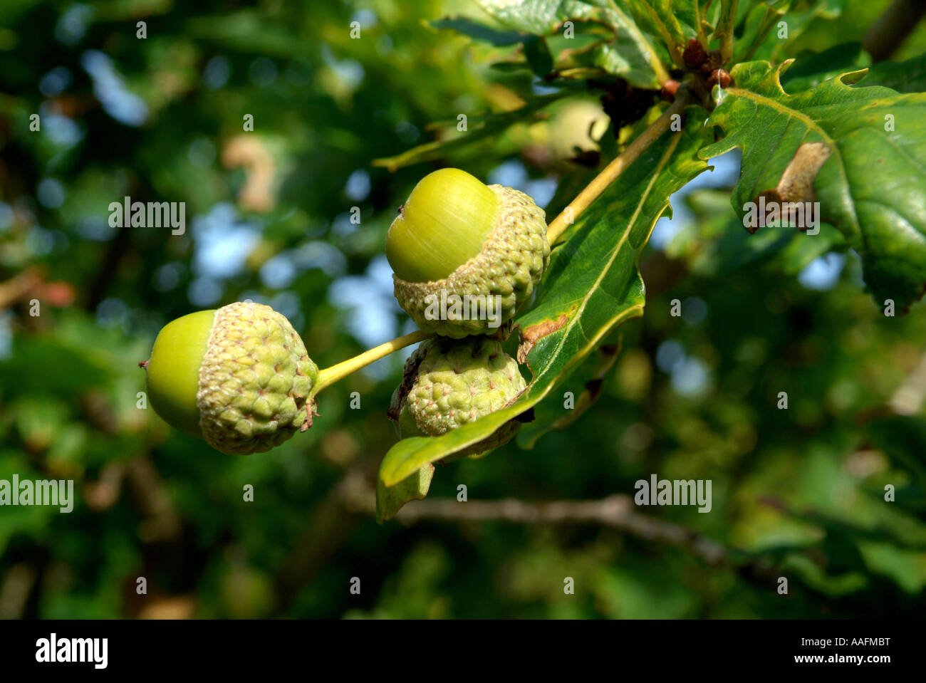 Acorns still growing and ripening on the oak tree Stock Photo - Alamy