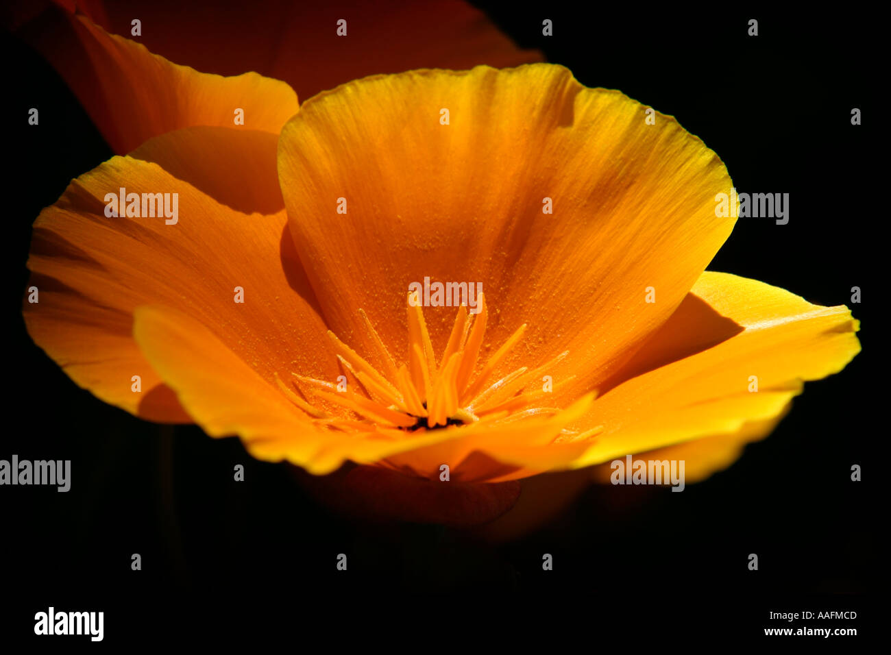 Bright yellow orange californian poppy hi-res stock photography and ...