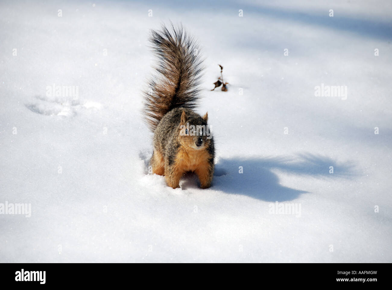 American Red Squirrel in Denver Colorado Stock Photo - Alamy