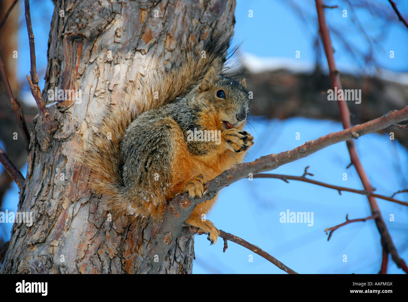 Colorado Squirrel Identification