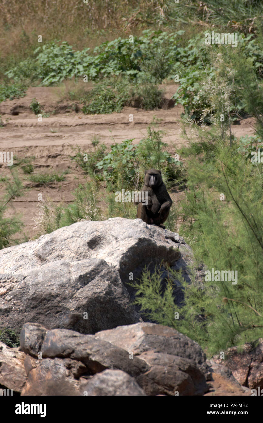 Baboon male on Blue Nile riverbank rock seen on SES Stock Photo - Alamy