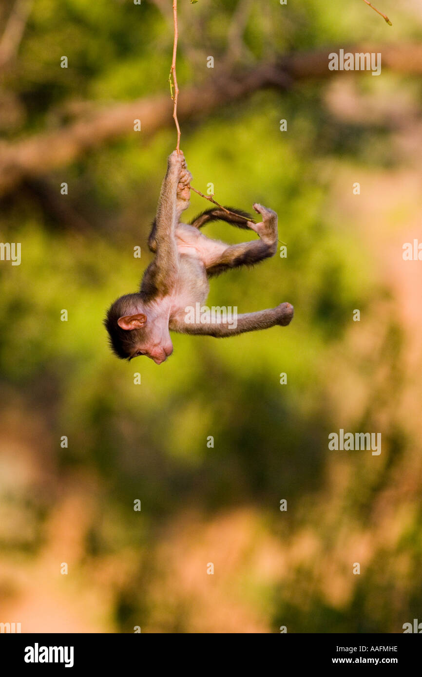 Young baboon hanging from thing branch in tree, Kruger Park, South ...
