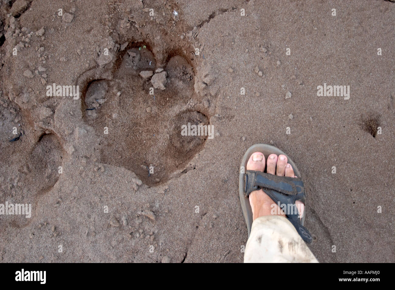 footprint of Hippopotamus next to man s foot in sandal by Blue Nile ...