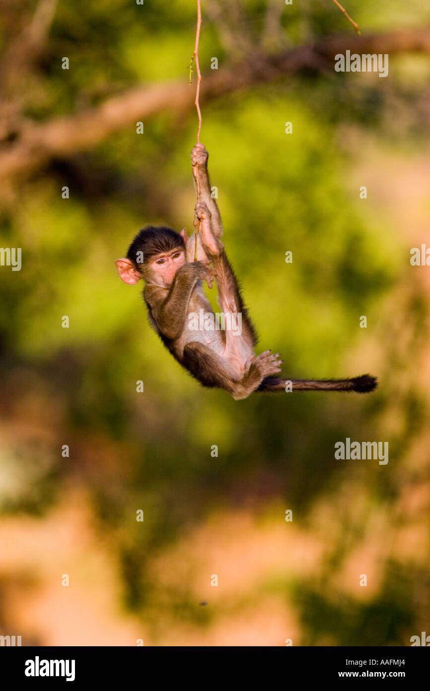 Baby baboon hanging hi-res stock photography and images - Alamy