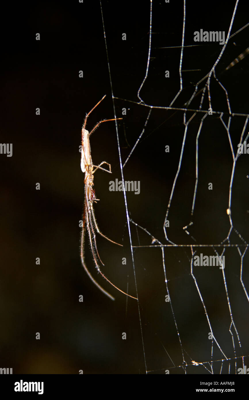 Spider with folded legs hi-res stock photography and images - Alamy