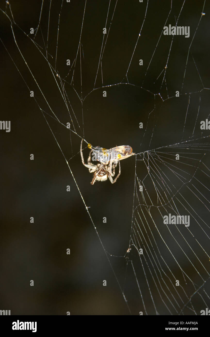 Spider wrapping up and eating a moth on cobweb beside Suken tributary ...