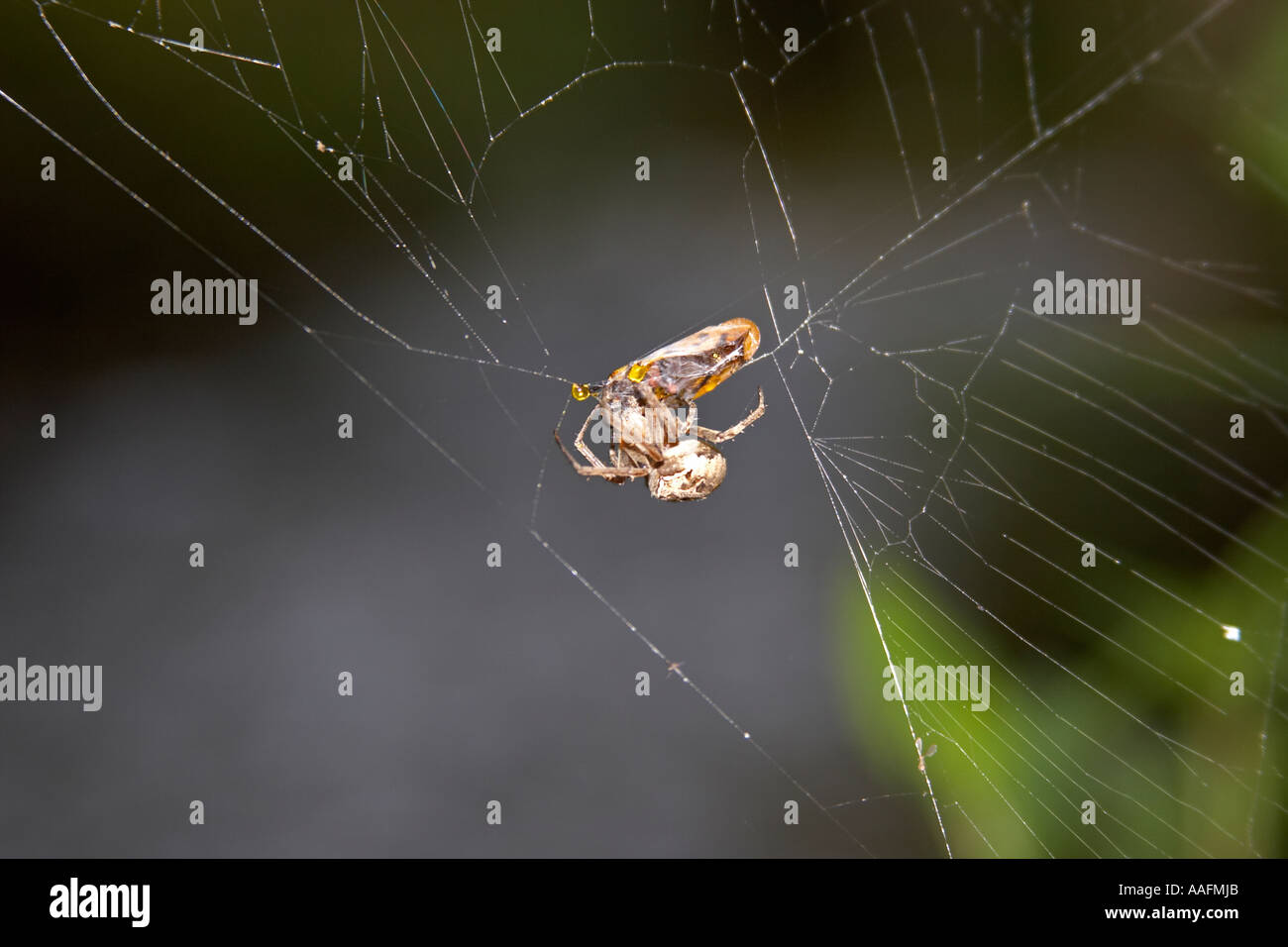 Spider wrapping up and eating a moth on cobweb beside Suken tributary ...