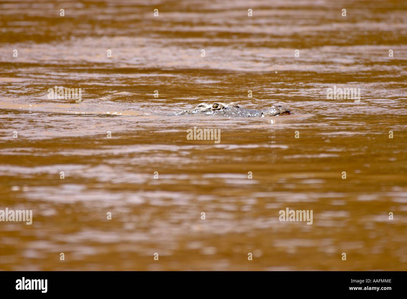 Crocodile with eyes showing in brown Blue Nile river on SES Stock Photo ...
