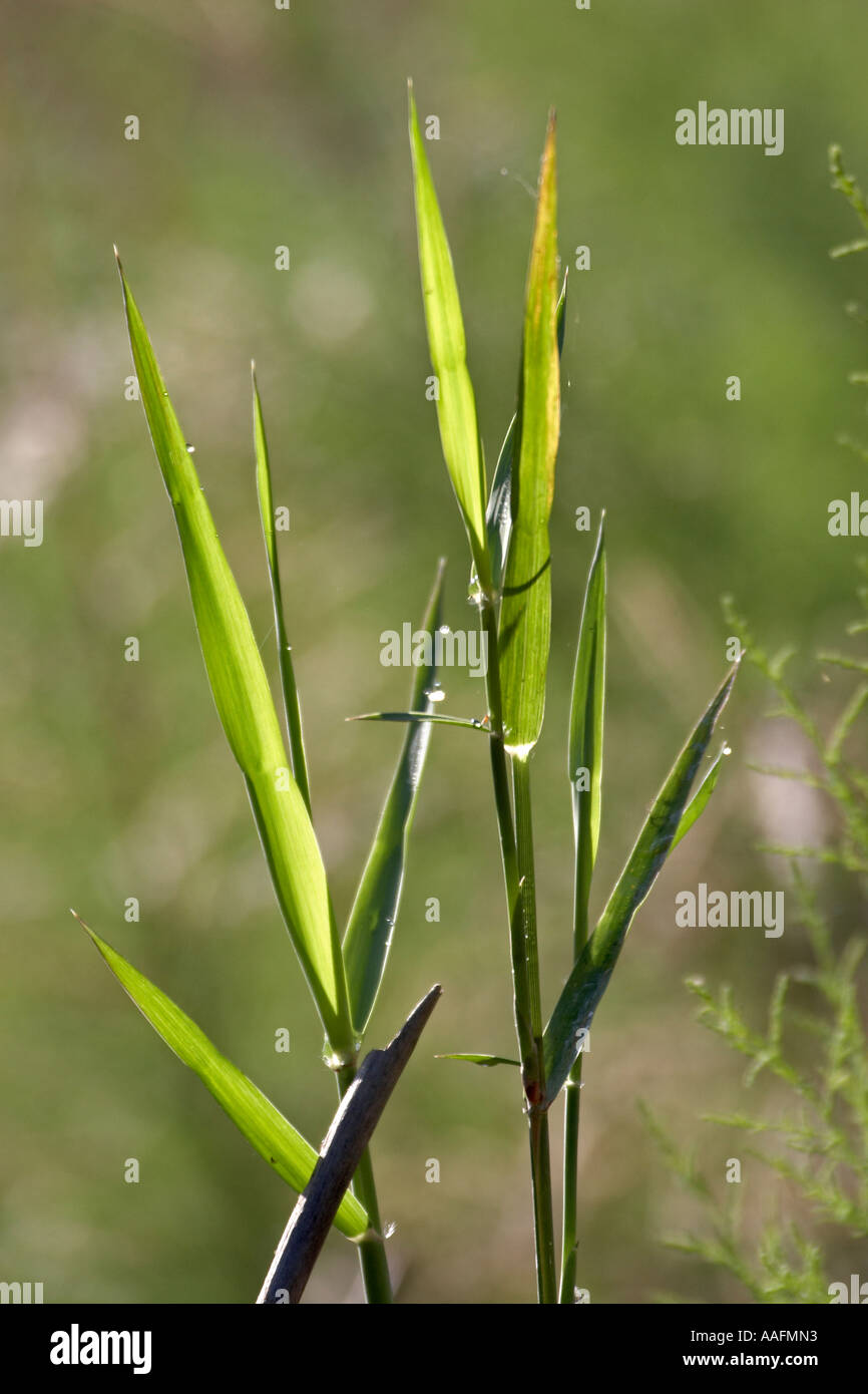 Grasses backlit beside Blue Nile river near Didessa junction on SES ...
