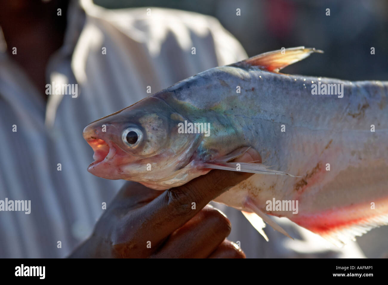Fish with colourful colours caught in Blue Nile river near Didessa ...