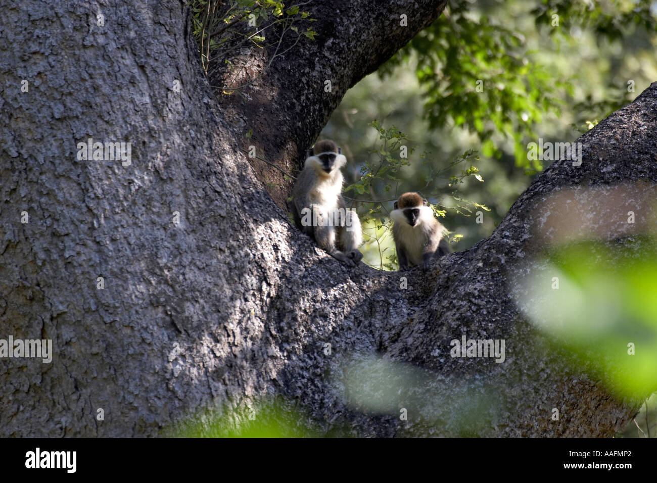 Colobus monkeys Colobus Guereza in trees beside Blue Nile river near ...