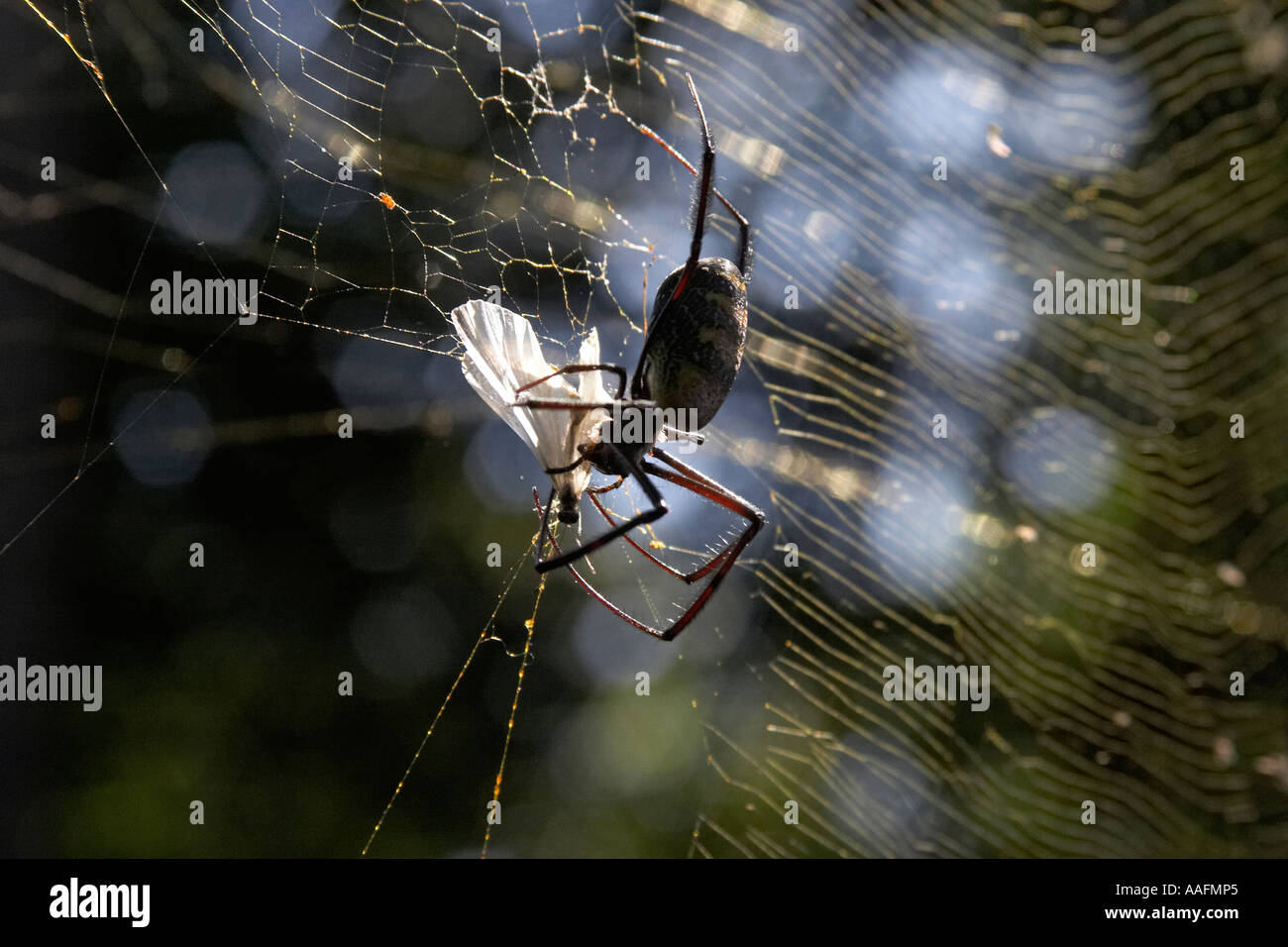 Spider eating moth hi-res stock photography and images - Alamy