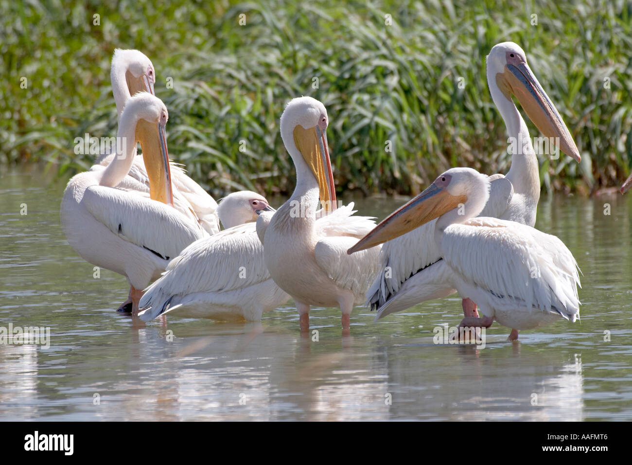 Pelican birds on lake Tana near Bahir Dar or Bahar Dar Ethiopia Africa ...