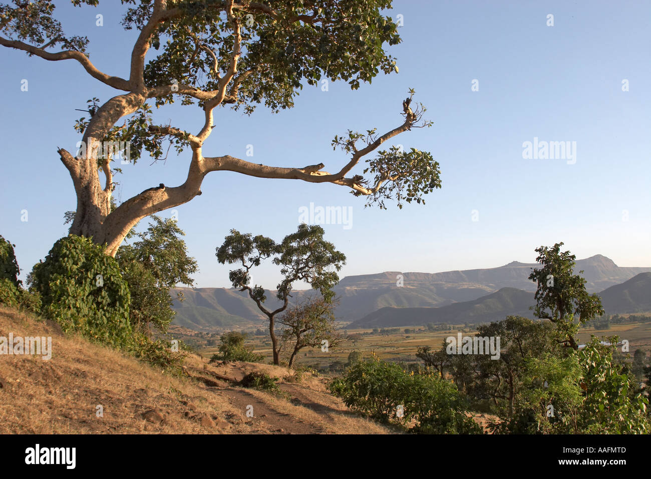 Trees and hills near Tis Isat smoking water Blue Nile waterfalls near ...