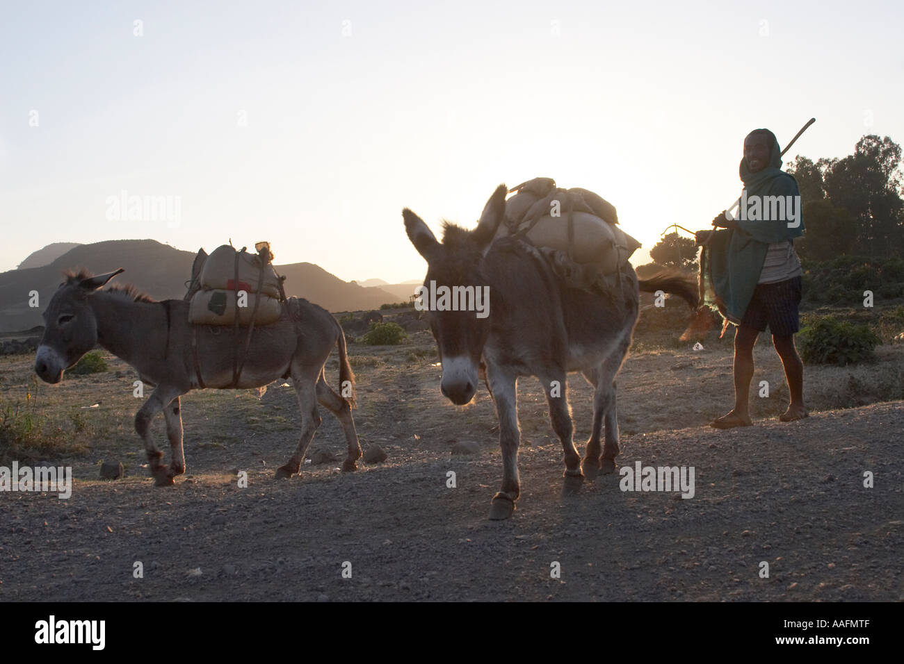 Donkey walking silhouette hi-res stock photography and images - Alamy