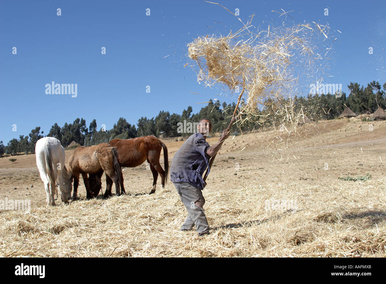 Man winnowing straw chaff from barley in Simien Mountains National Park ...