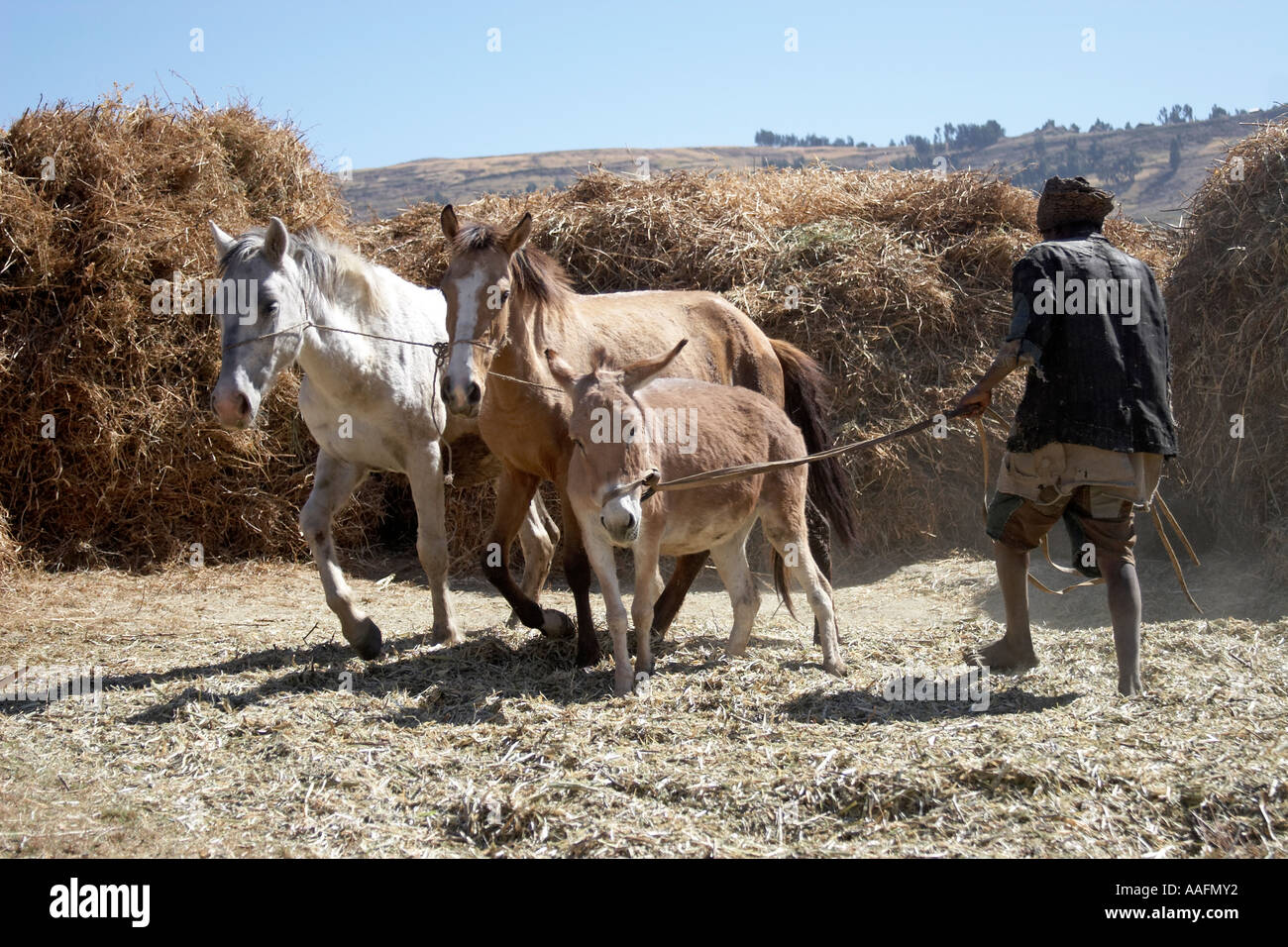 Man threshing barley with hooves of horses and donkey to separate grain ...